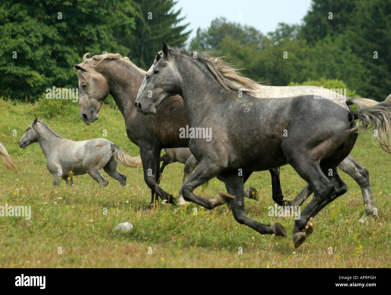 Lipizzaner stallions hi-res stock photography and images - Alamy