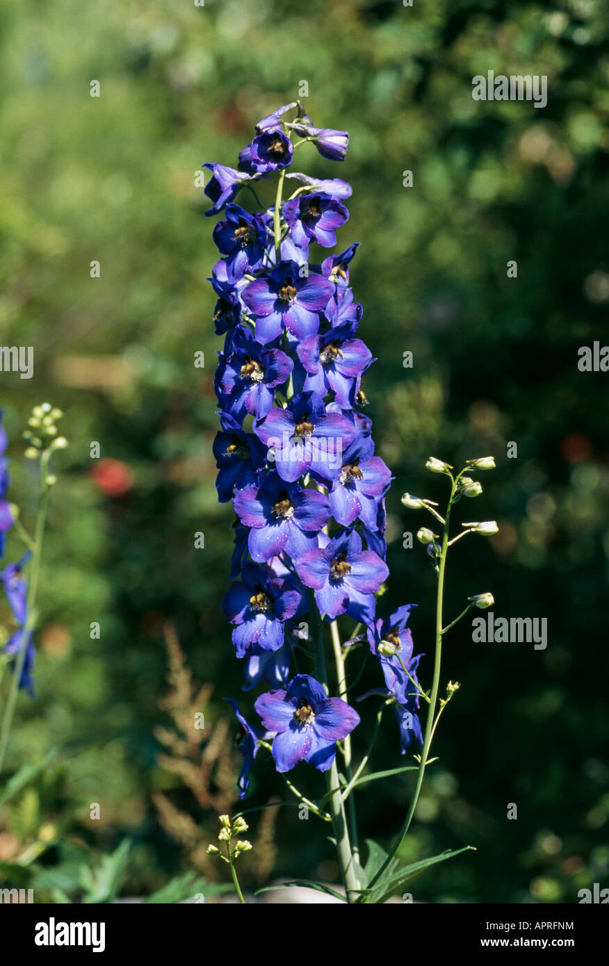 Delphinium Elatum radiant blue attractive panicle of bright flower ...