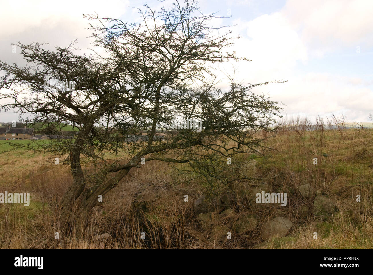 wind swept tree Stock Photo - Alamy
