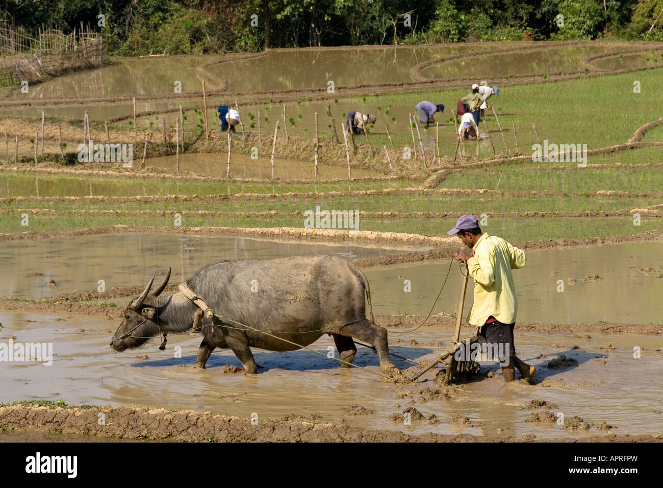 Rice Cultivation in Laos SE Asia Stock Photo - Alamy