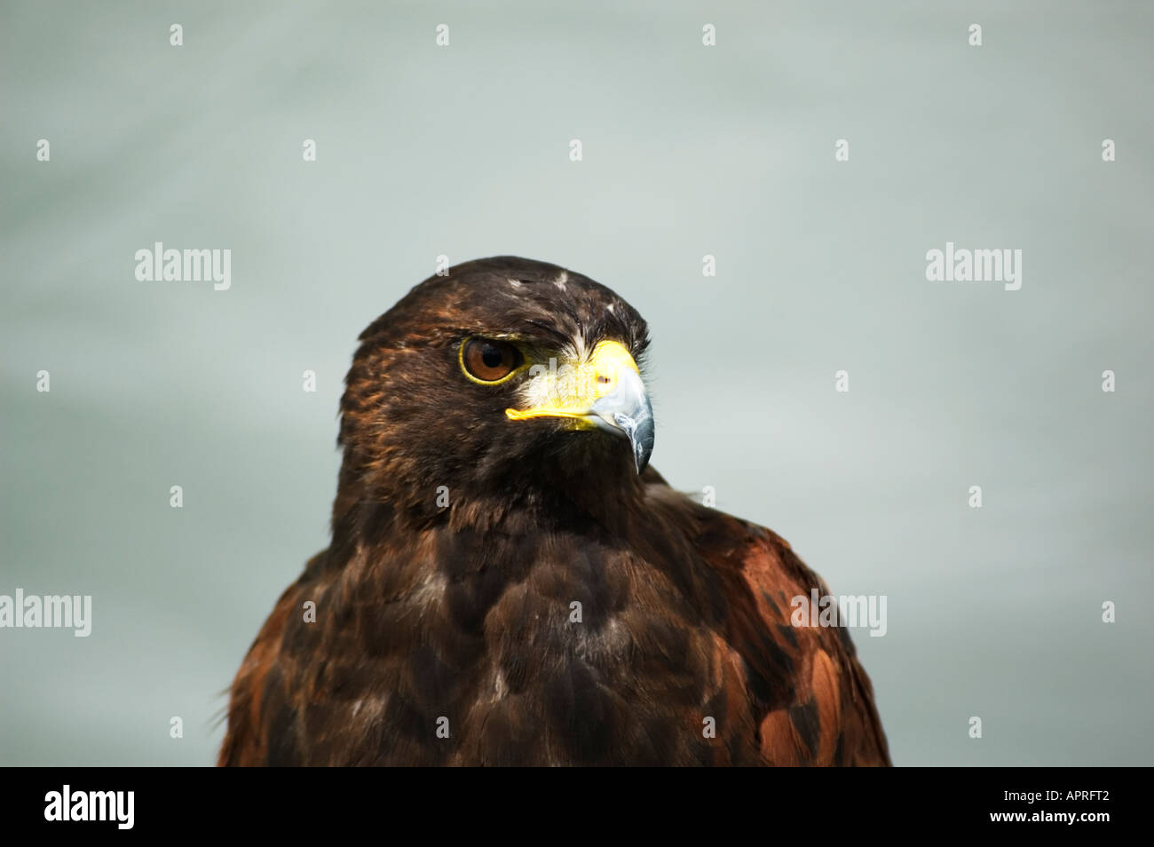 Harris falcon hi-res stock photography and images - Alamy