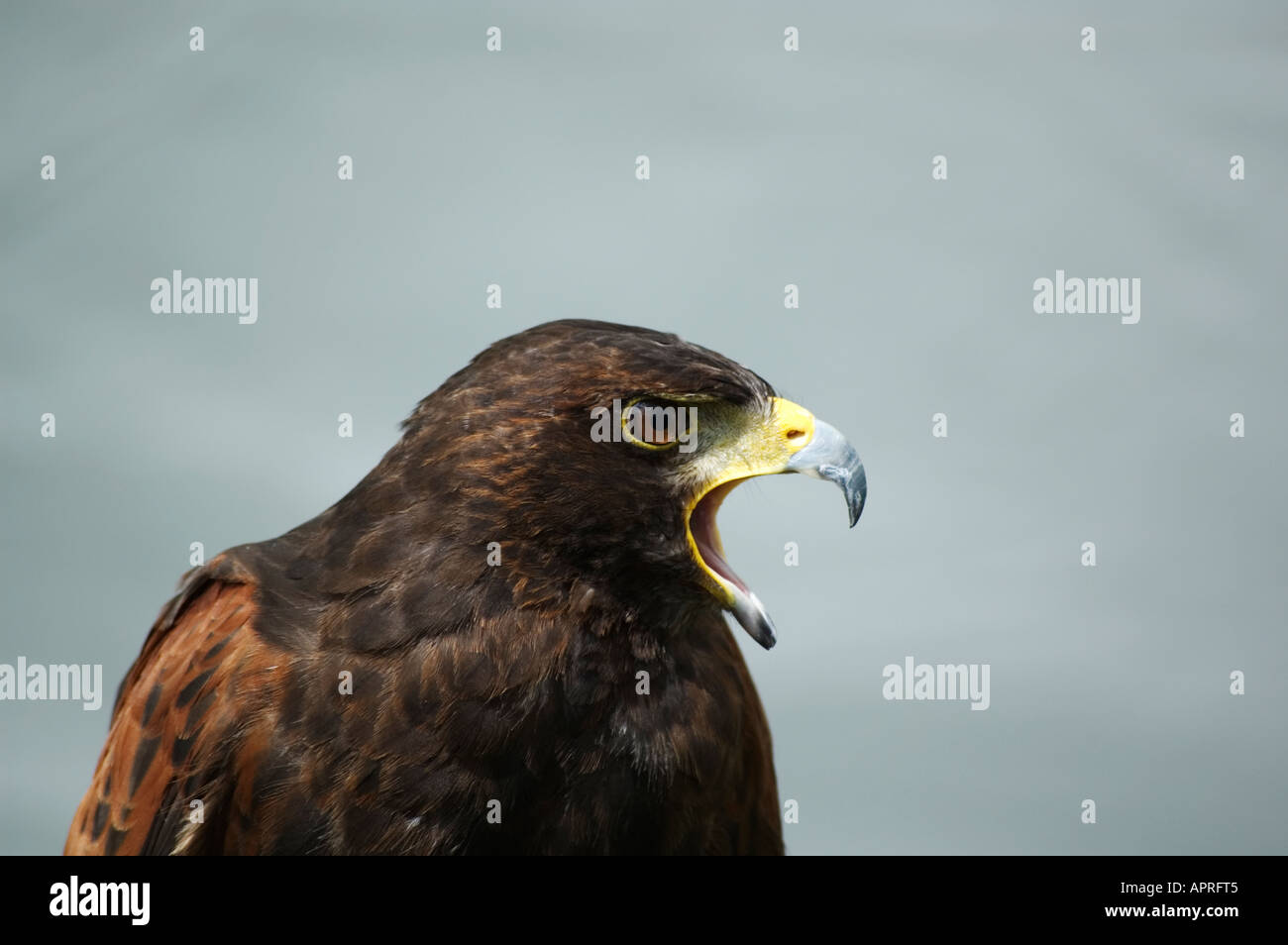 a male harris hawk giving a warning Stock Photo - Alamy