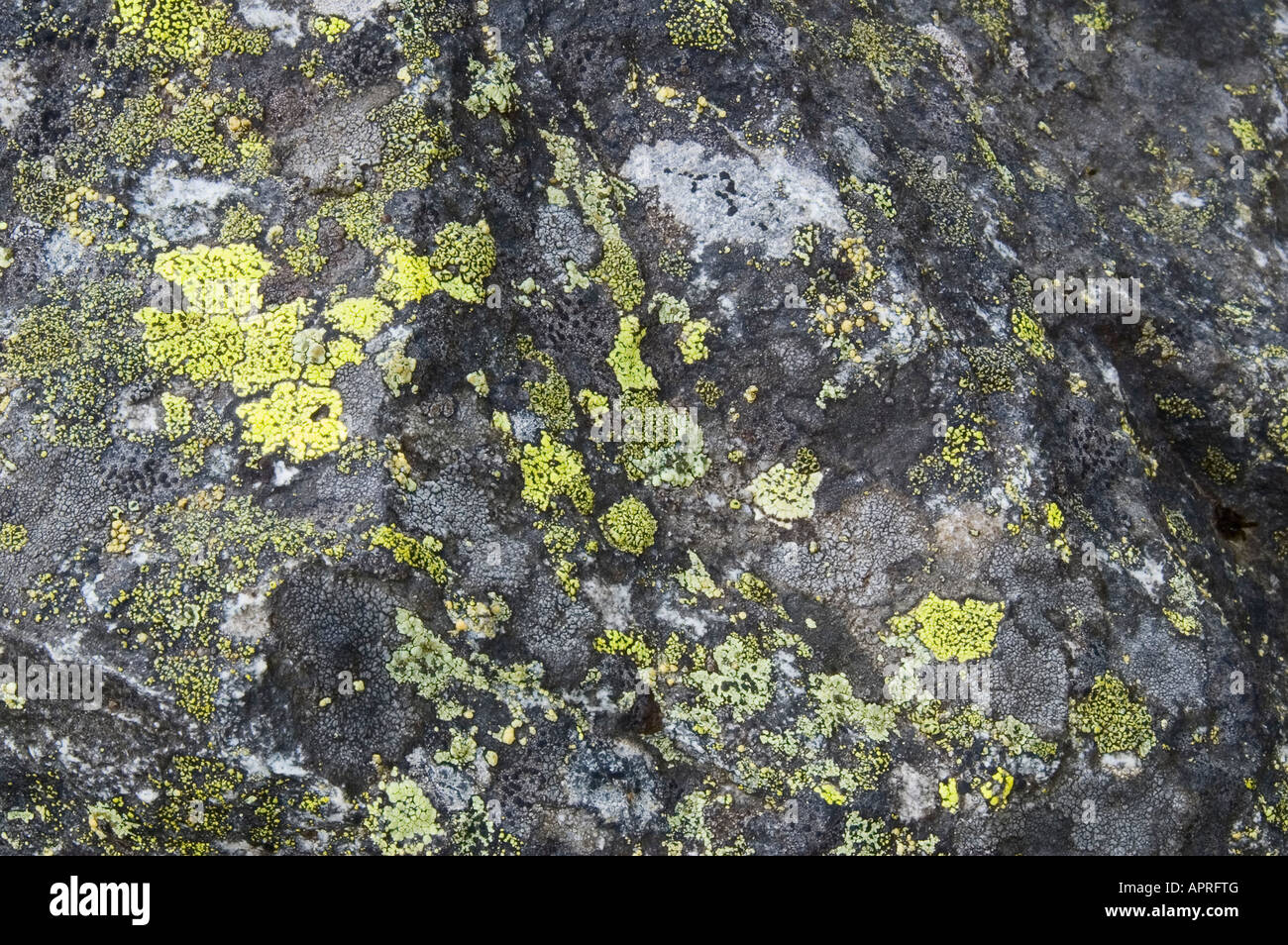 Lichen on Rock Stock Photo - Alamy