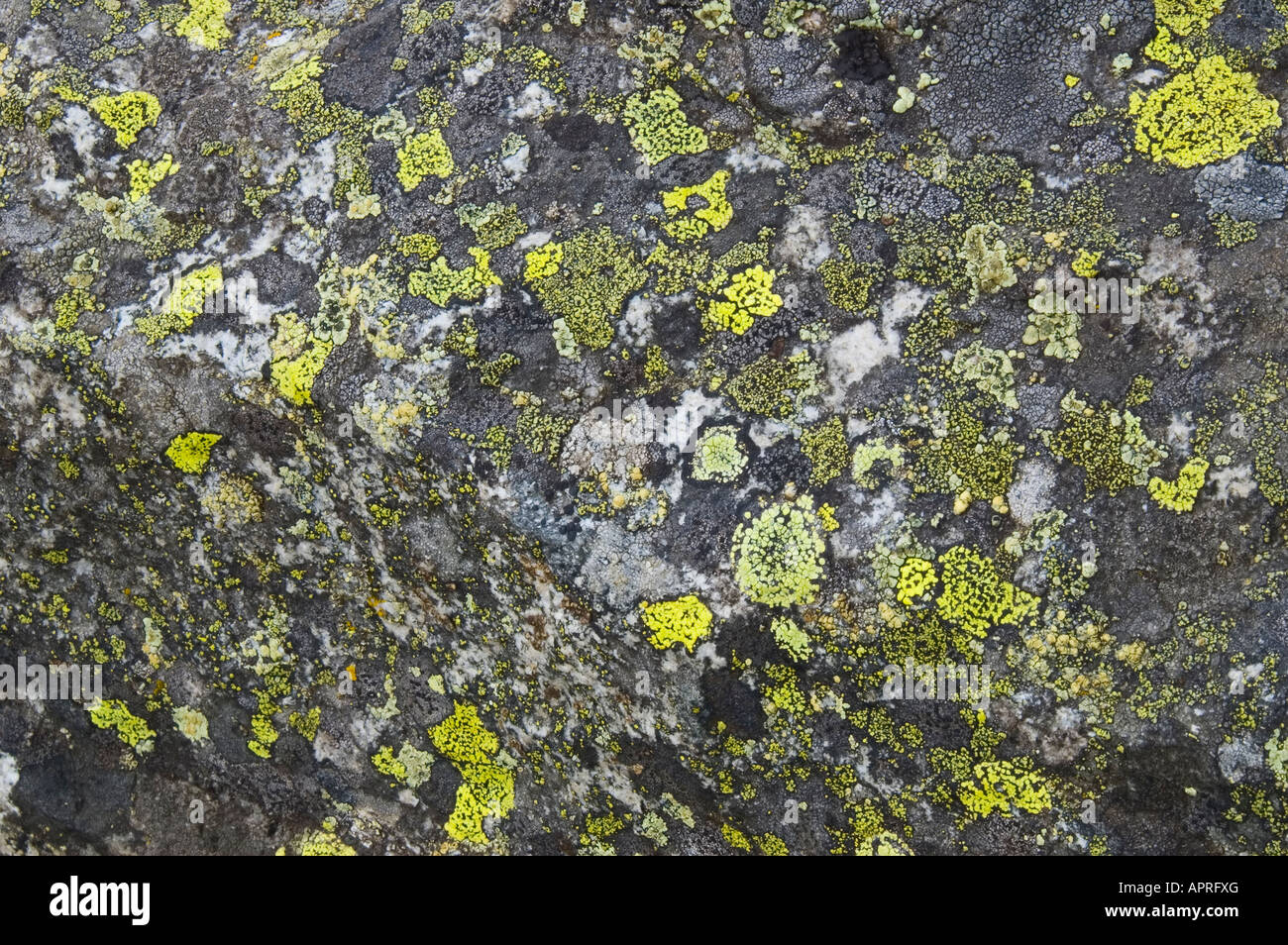 Lichen on Rock Stock Photo - Alamy