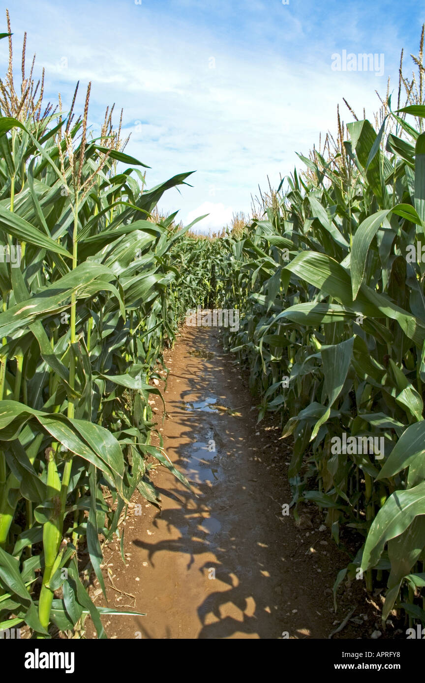 a pathway going through a field of maize Stock Photo - Alamy