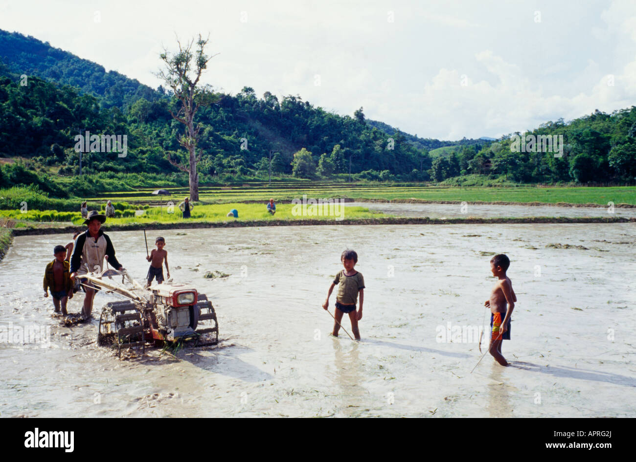 farmer ploughing rice fields with children, Laos Stock Photo - Alamy
