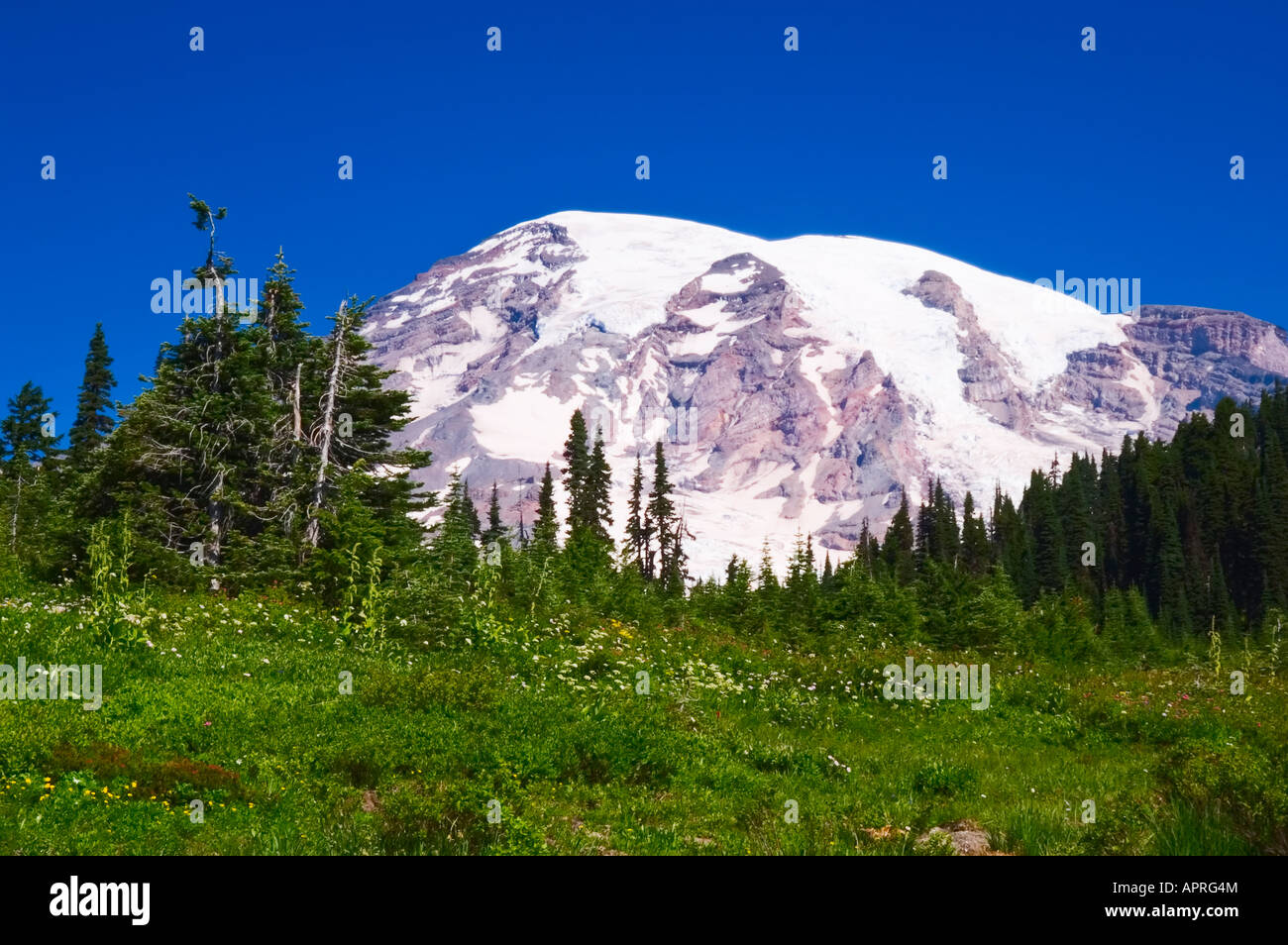 Rainier and Paradise Meadows Stock Photo - Alamy