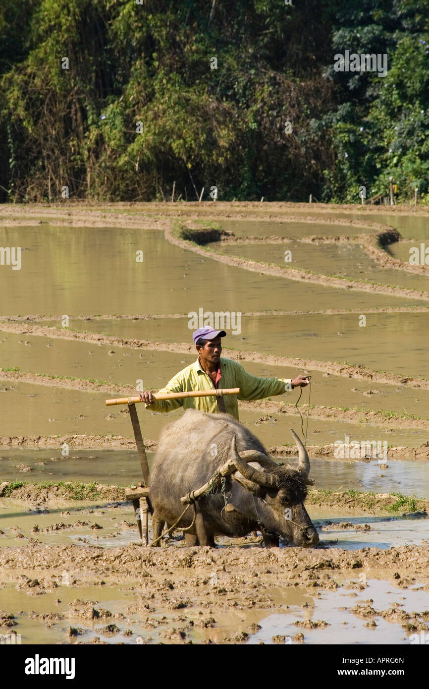 Man Ploughing a Rice Paddy Field with a Buffalo, Laos, SE Asia Stock ...