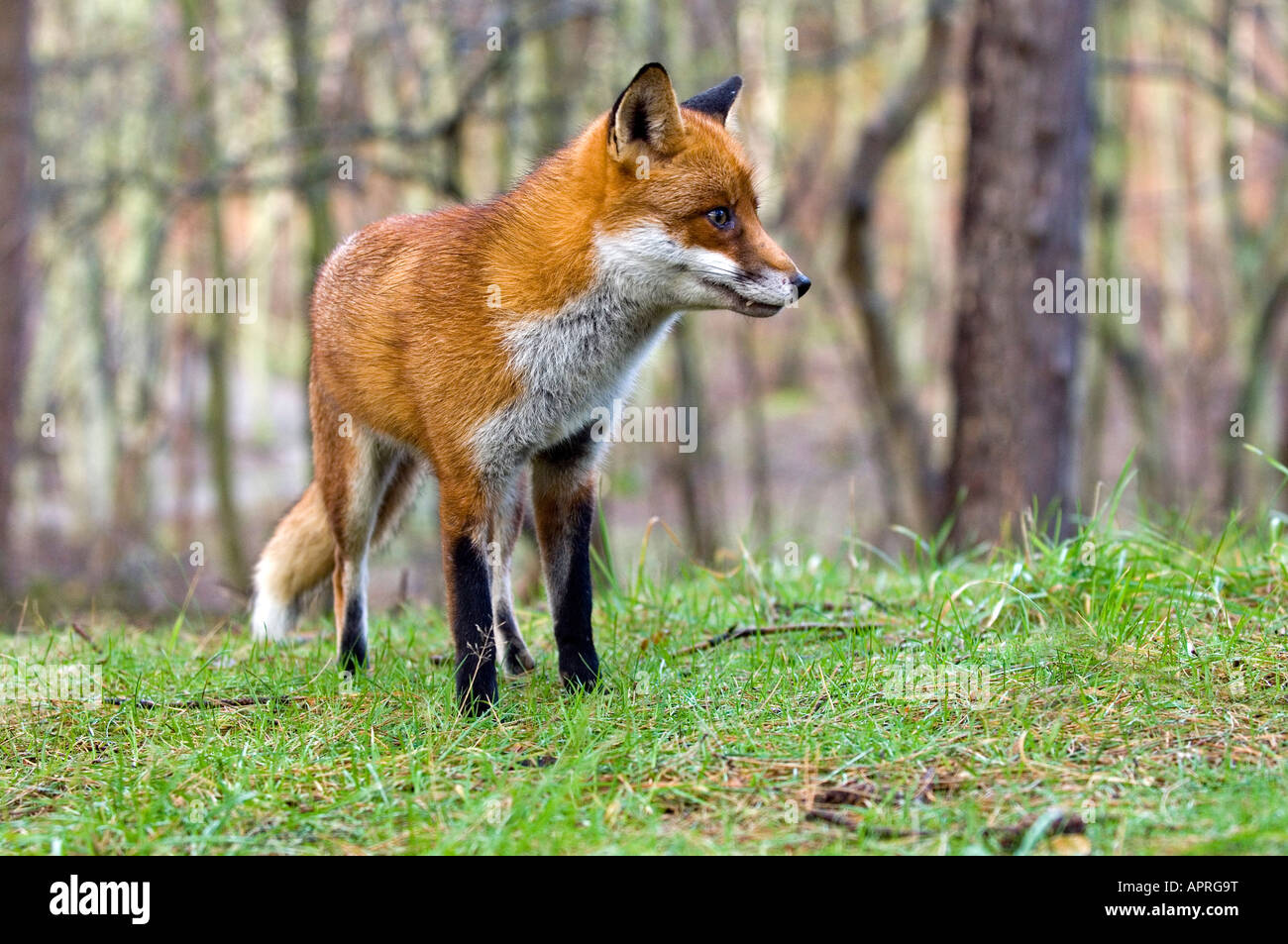 Red fox (vulpes vulpes) in pine wood Stock Photo - Alamy