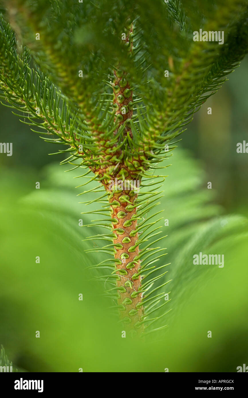 Araucaria heterophylla pine tree Stock Photo - Alamy