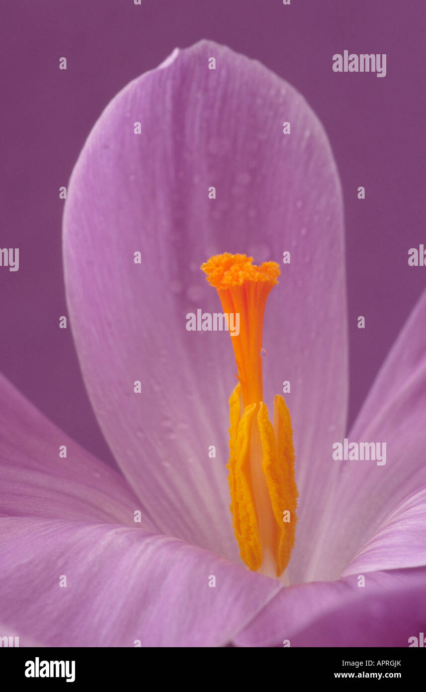Remembrance crocus hi-res stock photography and images - Alamy