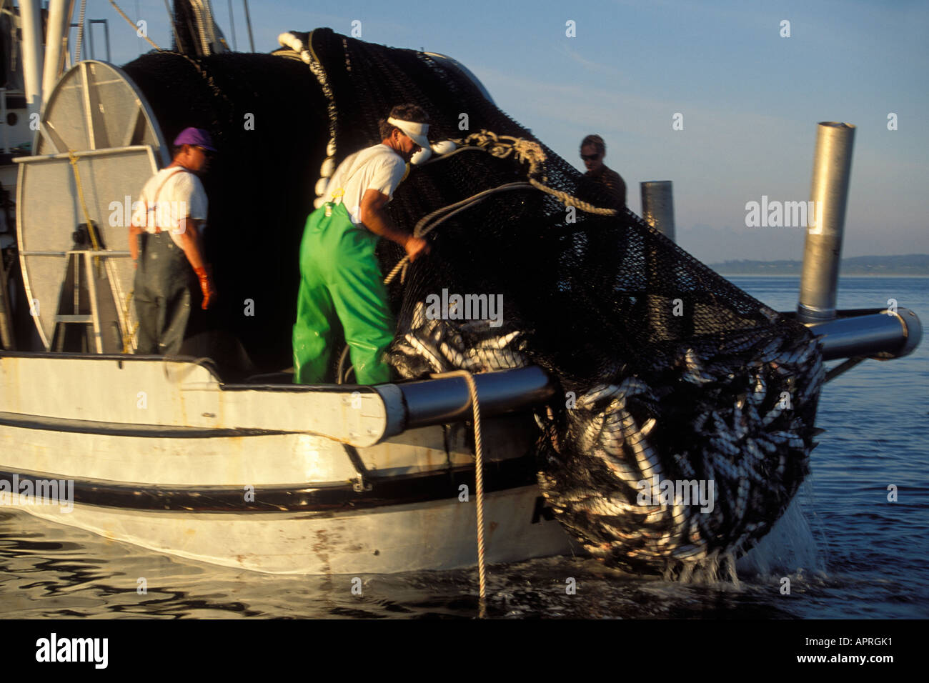 commercial fishing crew hauls up a catch of Chum Salmon in the Strait ...