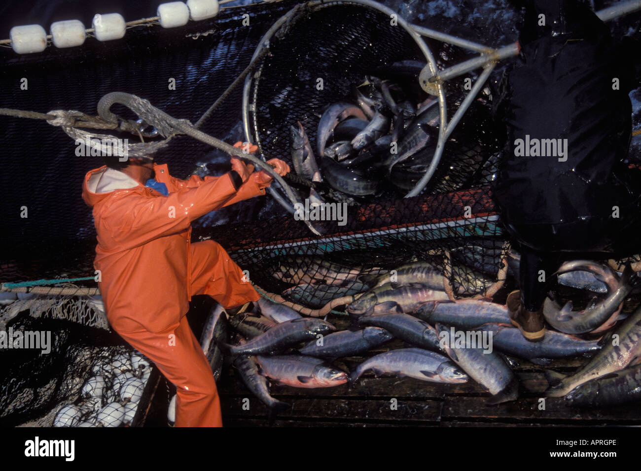 commercial fishing workers pull in a net full of chum salmon ...