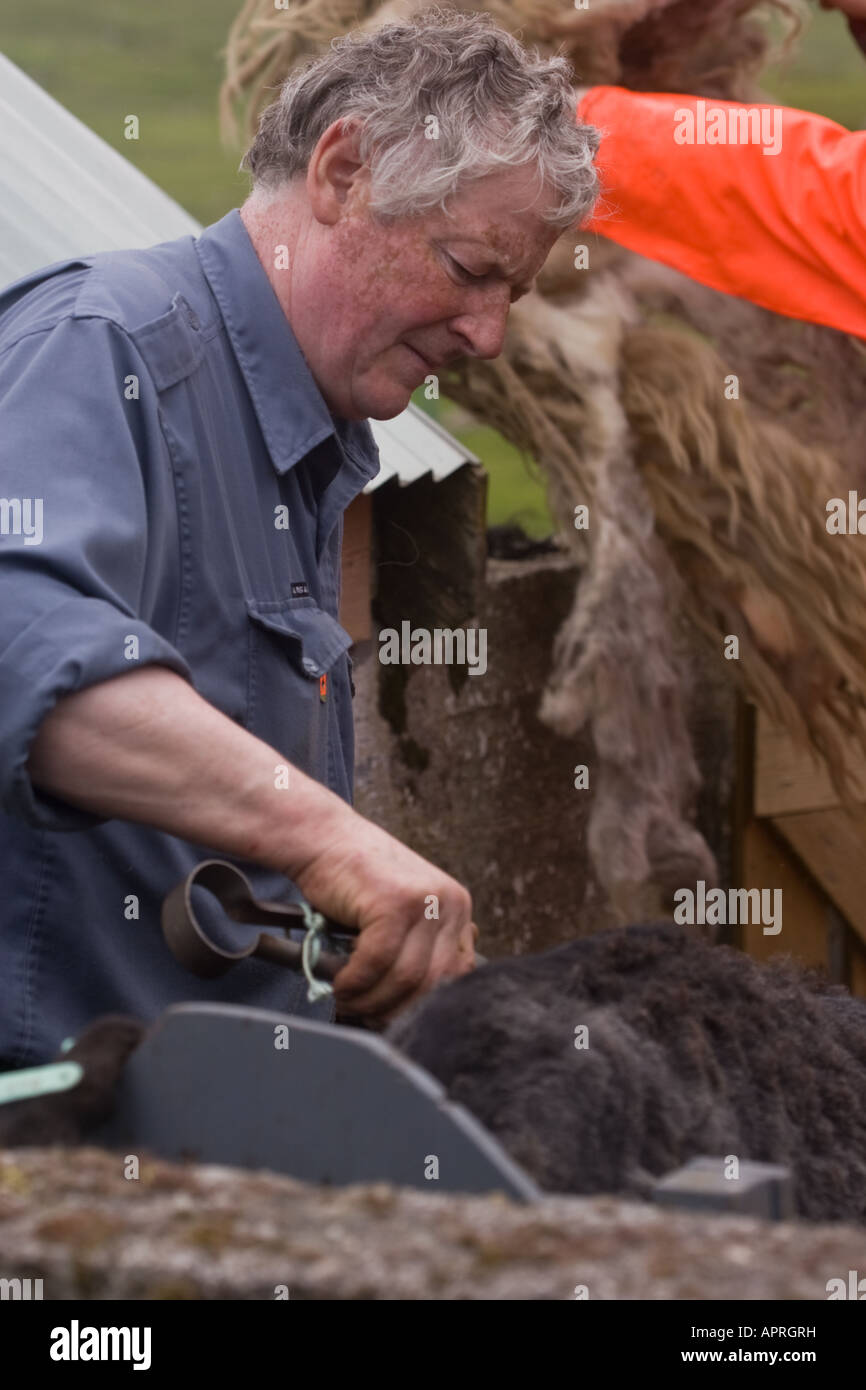 One man sheep shearing sheep on The Faroe Islands Stock Photo - Alamy