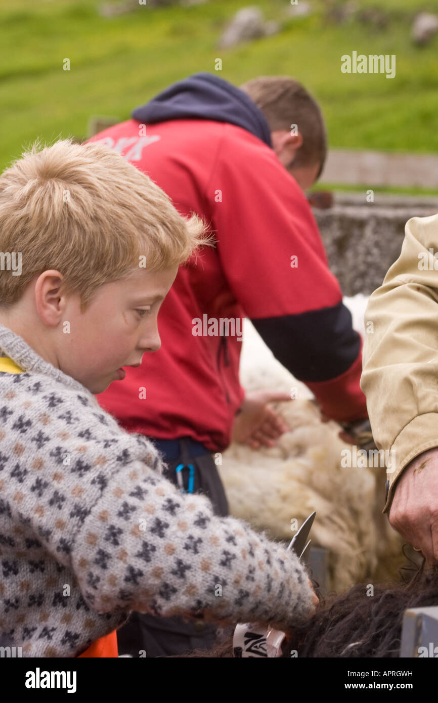 Young boy sheep shearing sheep on The Faroe Islands Stock Photo - Alamy