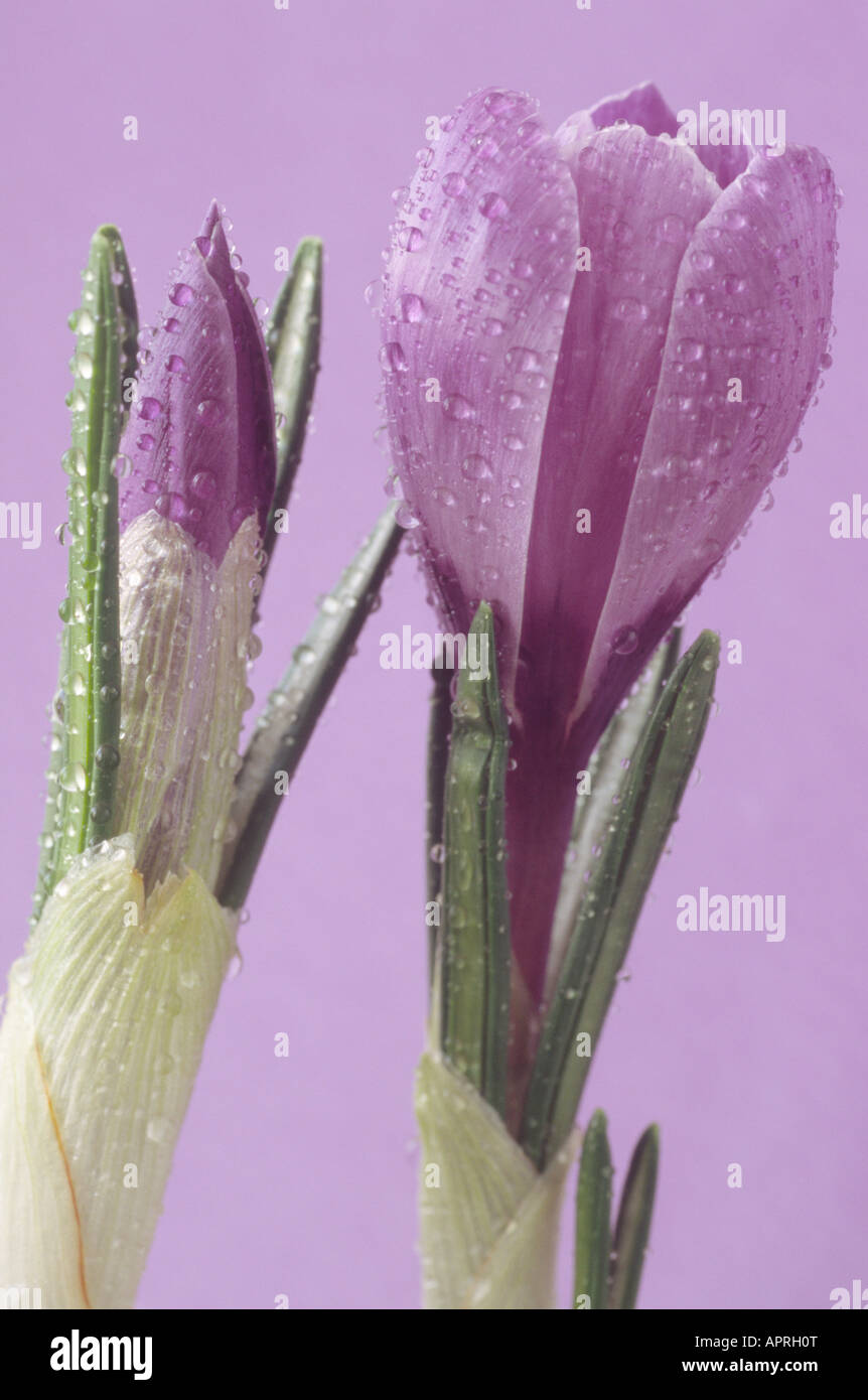 Crocus vernus 'Remembrance' (Dutch Crocus) Flower and bud Stock Photo ...