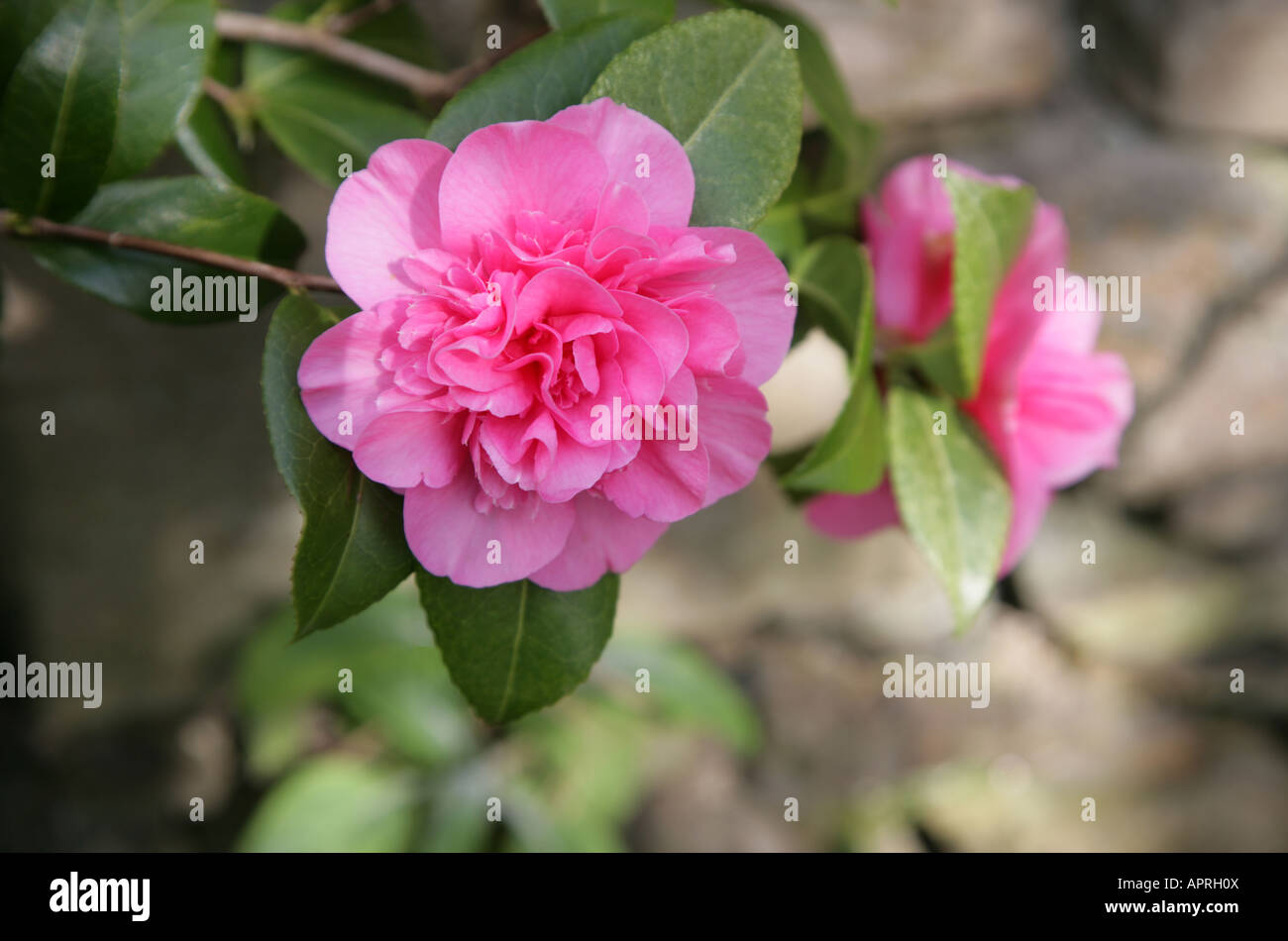 Double flowering camellia hi-res stock photography and images - Alamy