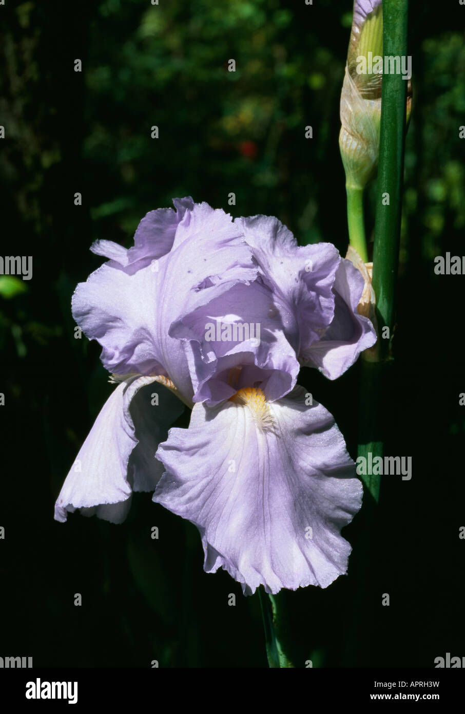 Iris rhizomatous pale blue ephemeral charm and perfection Stock Photo ...