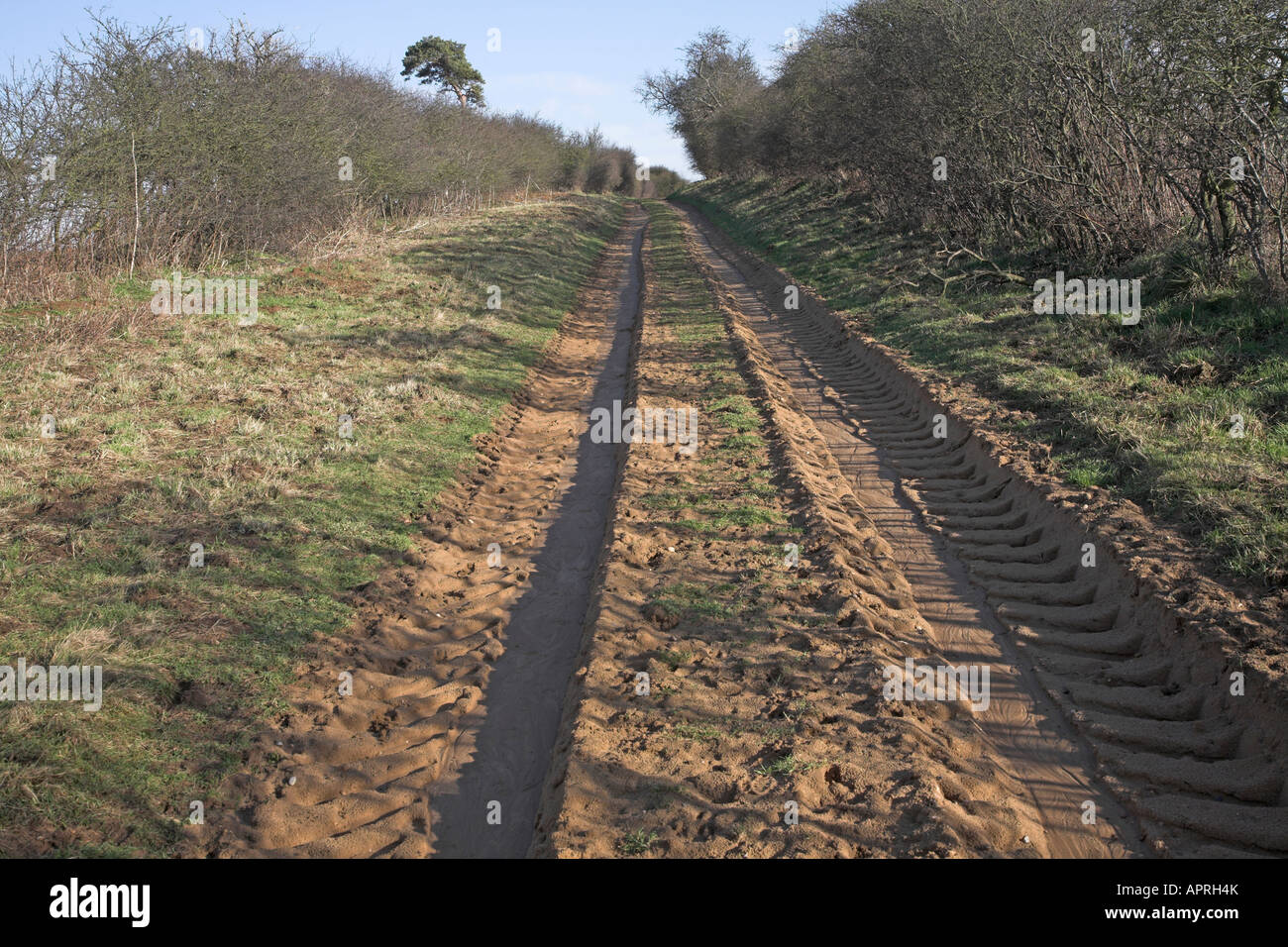 Ancient unsurfaced country road Butley, Suffolk, England Stock Photo ...