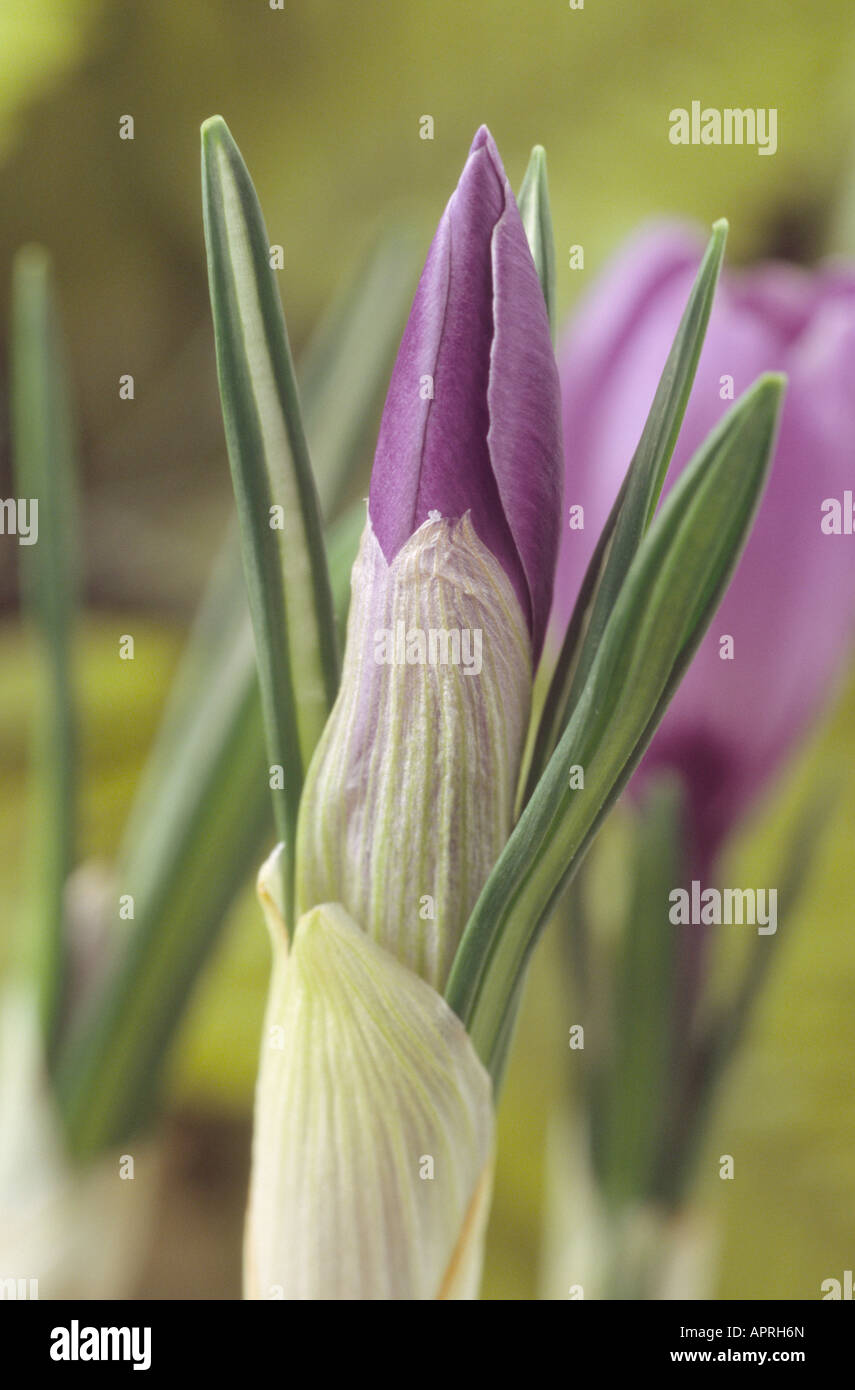 Crocus vernus 'Remembrance' (Dutch Crocus) Flower bud Stock Photo - Alamy