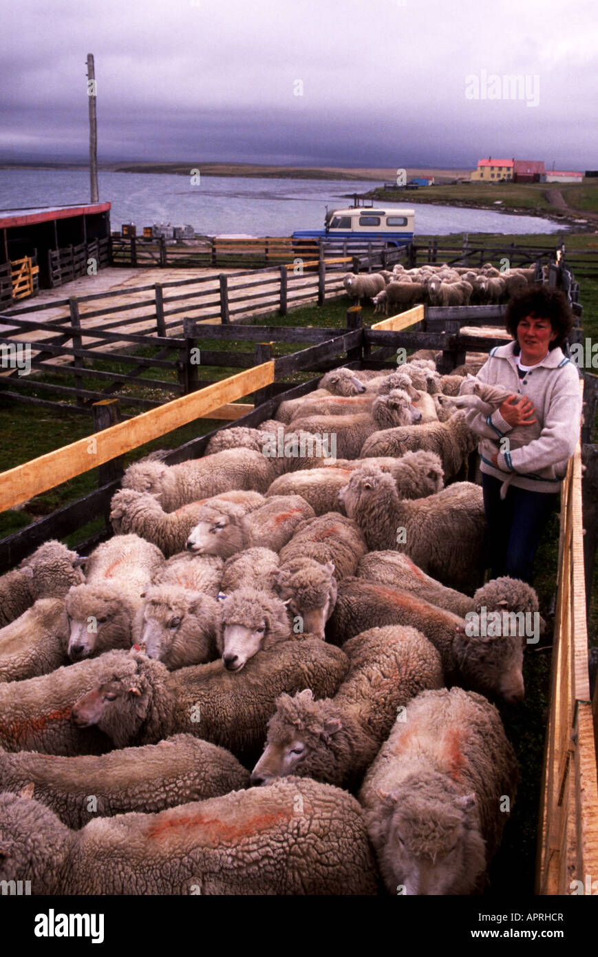 Falkland Island sheep farmer with flock of her sheep Stock Photo - Alamy