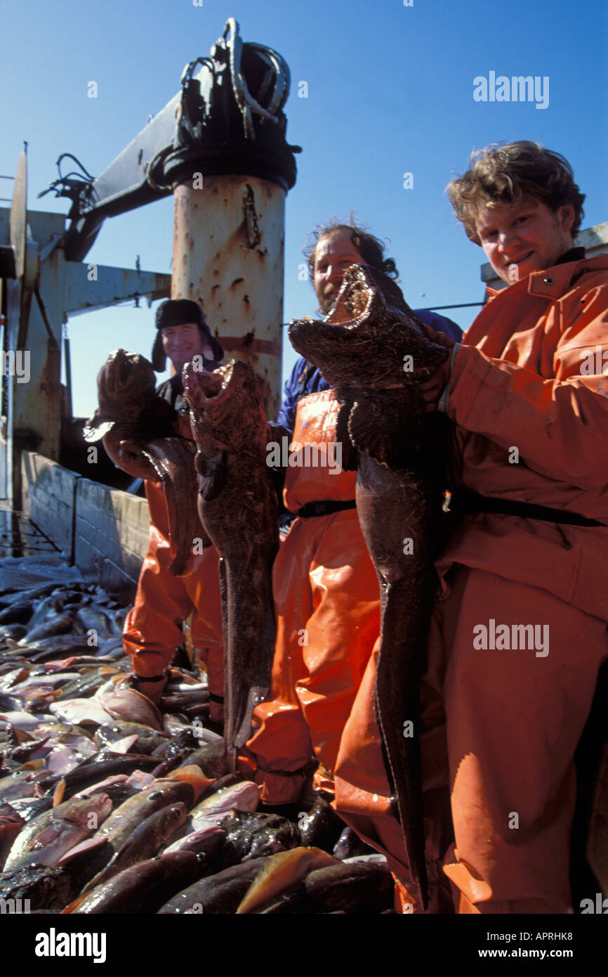 commercial fishing vessel Ocean Spray crew bleeding pacific cod wolf ...