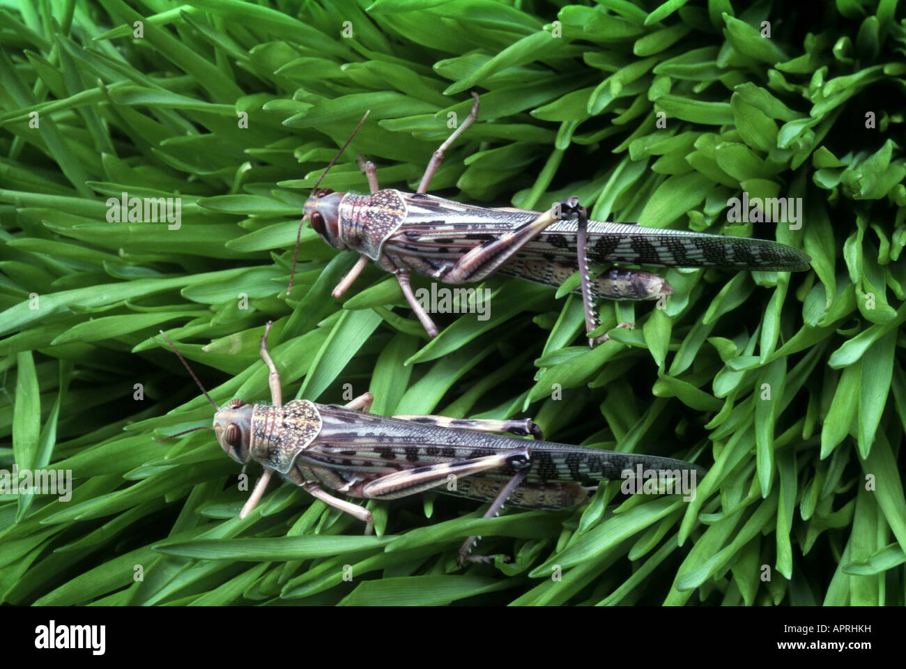 Locusts full grown Stock Photo - Alamy