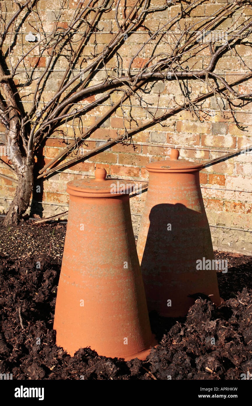 Tall terracotta rhubarb forcers in garden in winter sunshine, Sussex ...