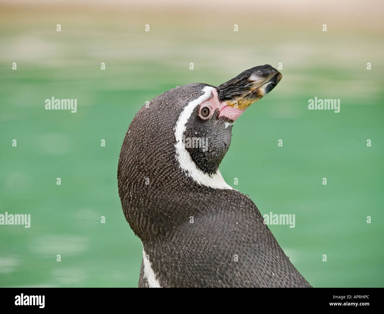 Penguin zoo uk hi-res stock photography and images - Alamy