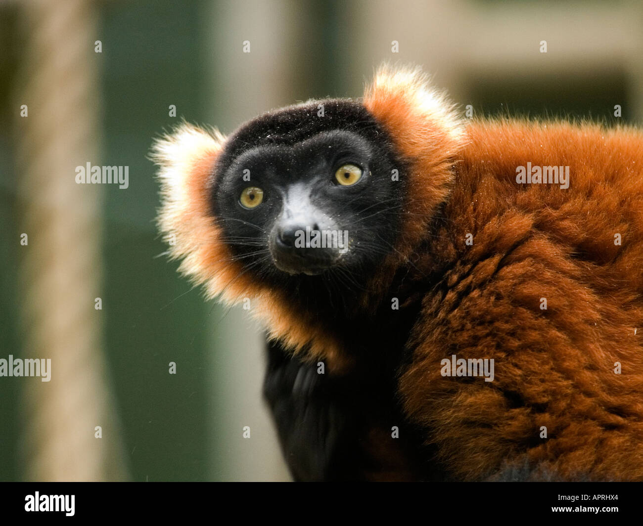 Varecia variegata rubra hi-res stock photography and images - Alamy