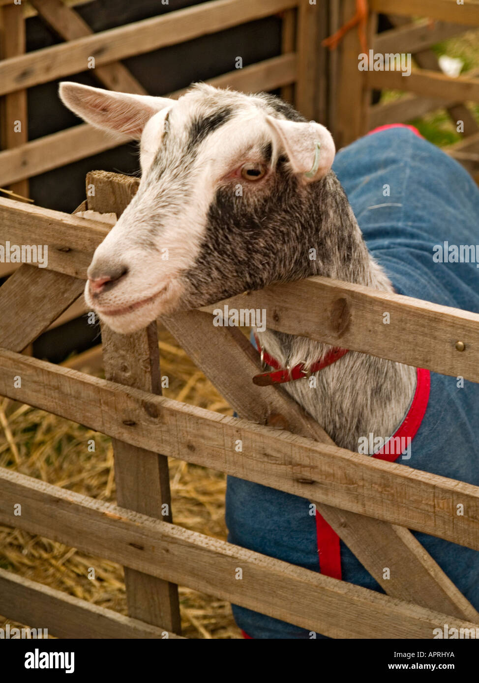 Show goat hi-res stock photography and images - Alamy