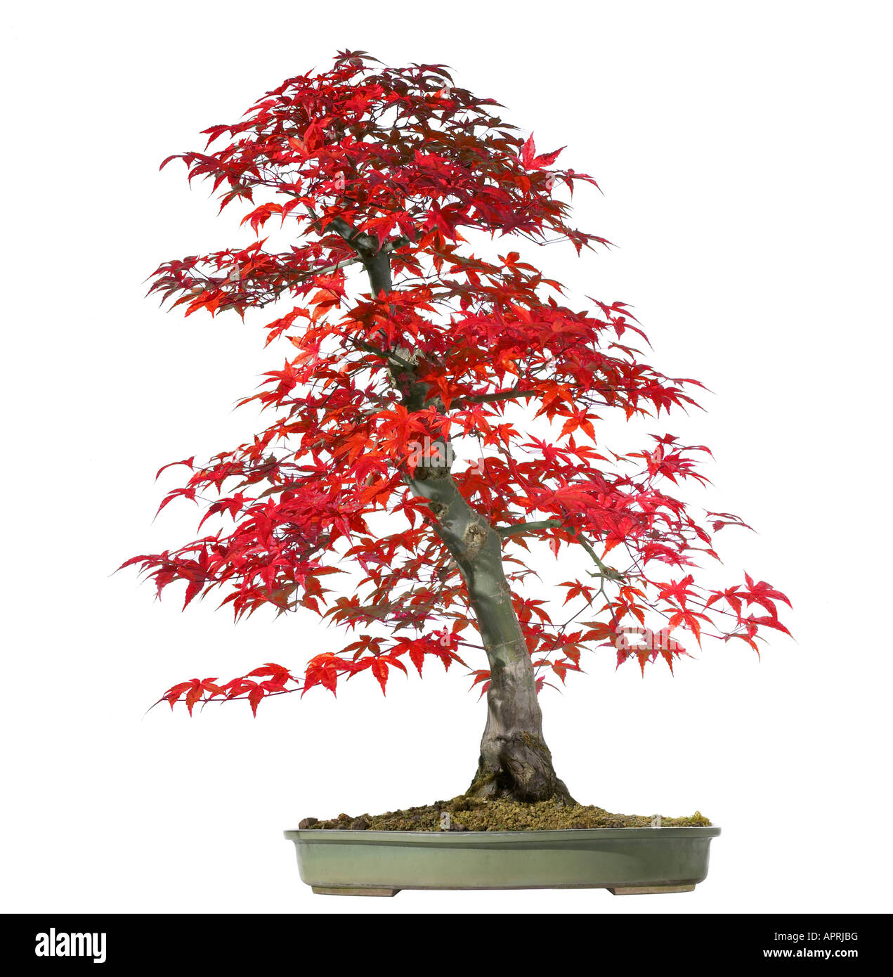 red bonsai tree Stock Photo - Alamy