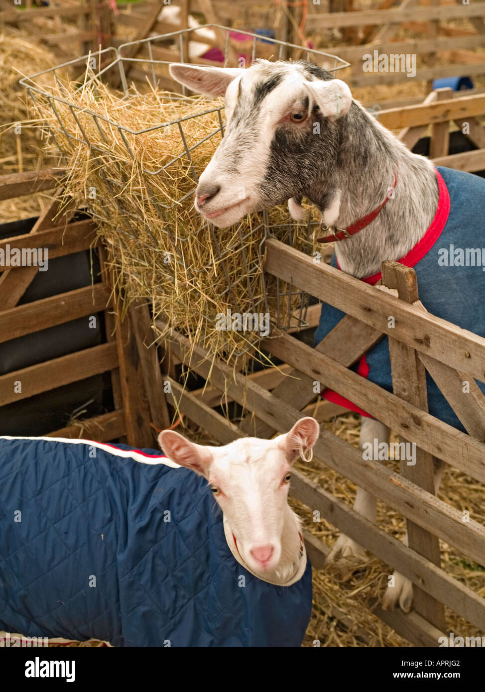 Two goats in a show pen at Stokesley Agricultural show 2006 Stock Photo ...