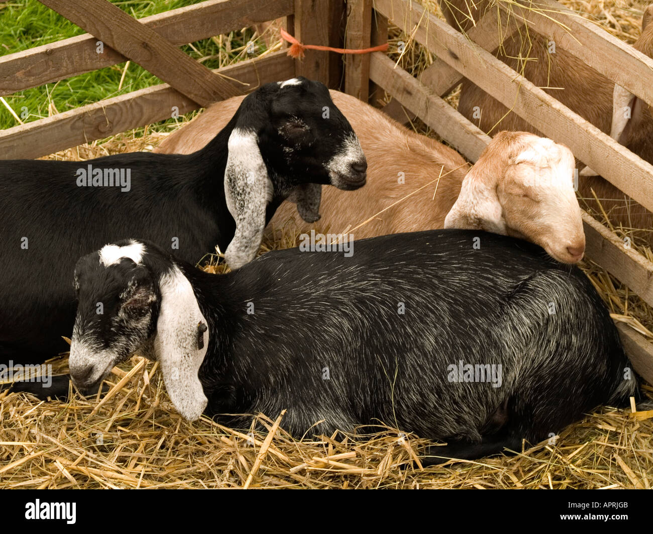 Show goat hi-res stock photography and images - Alamy