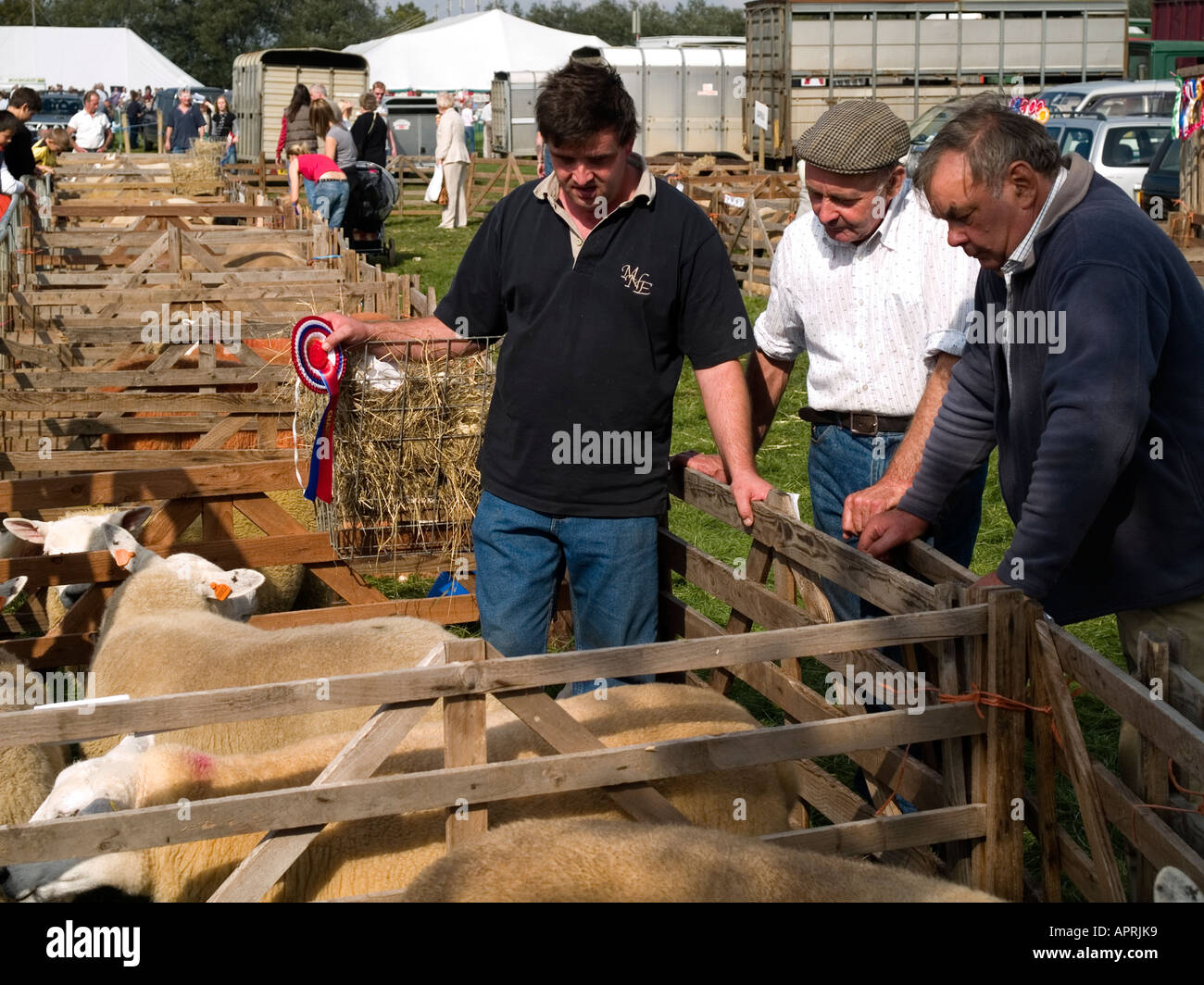 Shepherd prize winning sheep hi-res stock photography and images - Alamy