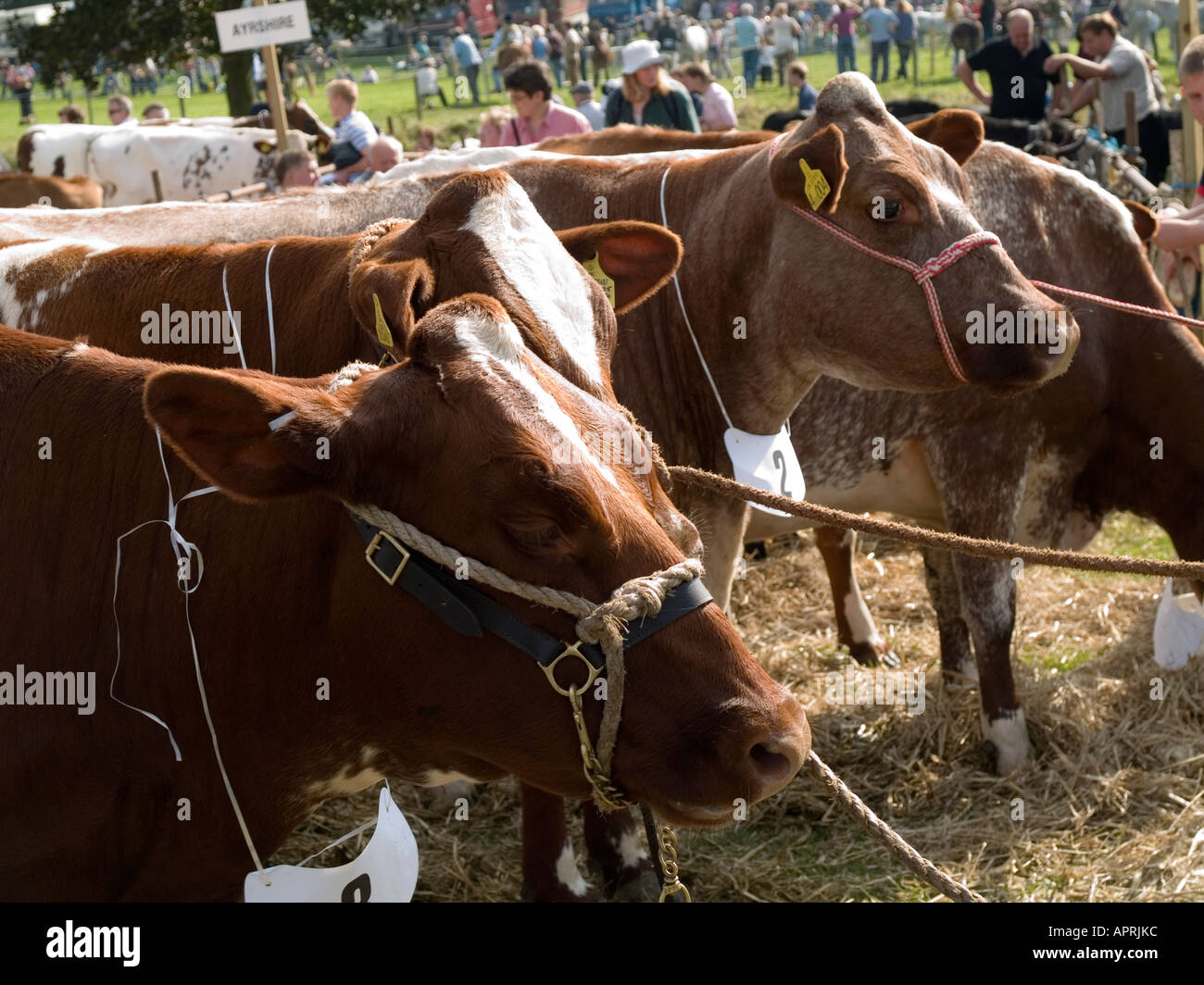 Shorthorn cows hi-res stock photography and images - Alamy