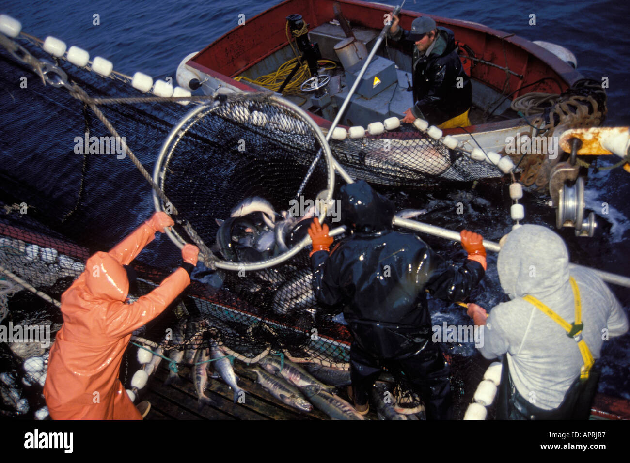 commercial fishing for chum salmon Oncorhynchus keta in southeast ...