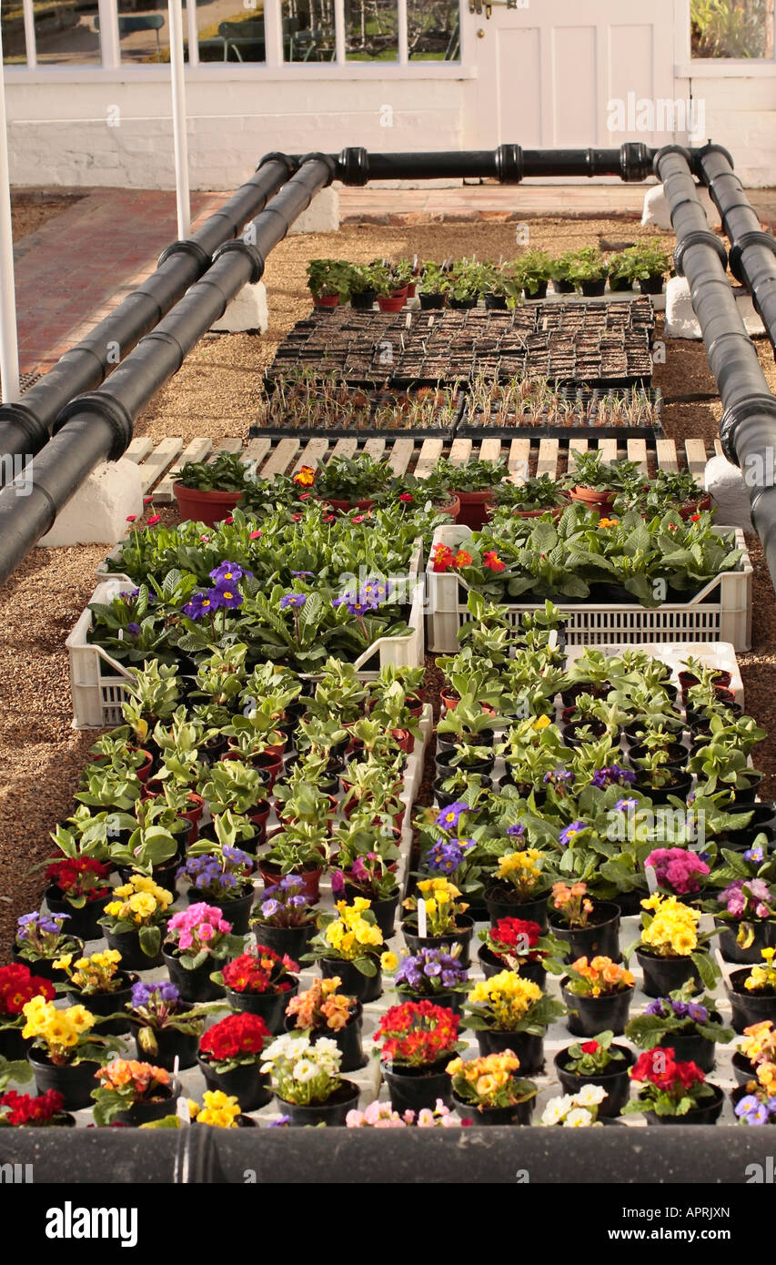 Growing primroses in pots hi-res stock photography and images - Alamy