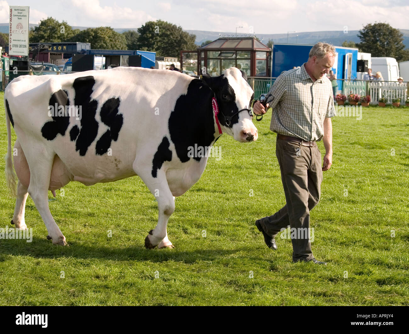 Prize cow hi-res stock photography and images - Alamy