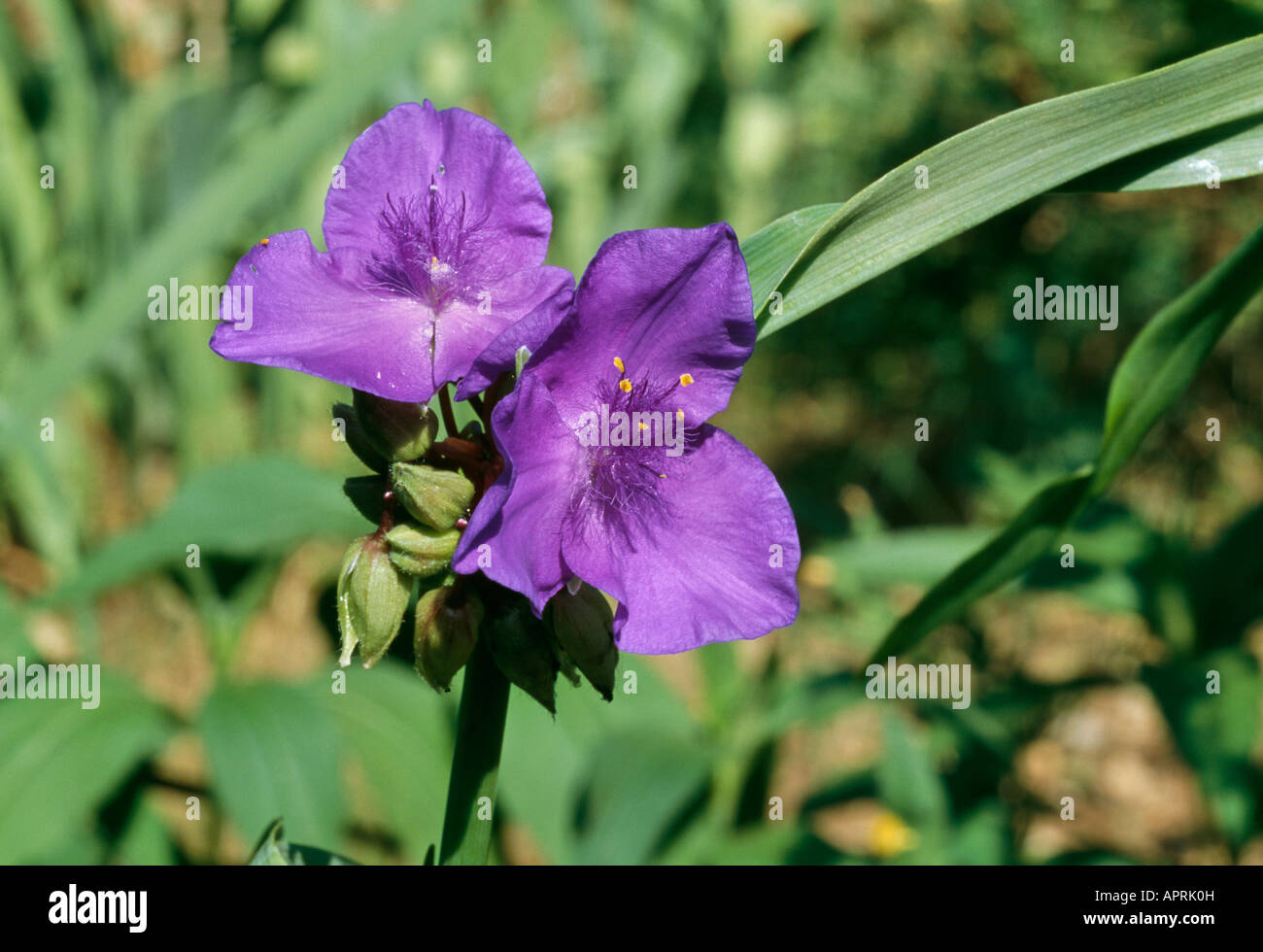 Tradescantia andersoniana Tradescantia andersoniana purple cluster of ...