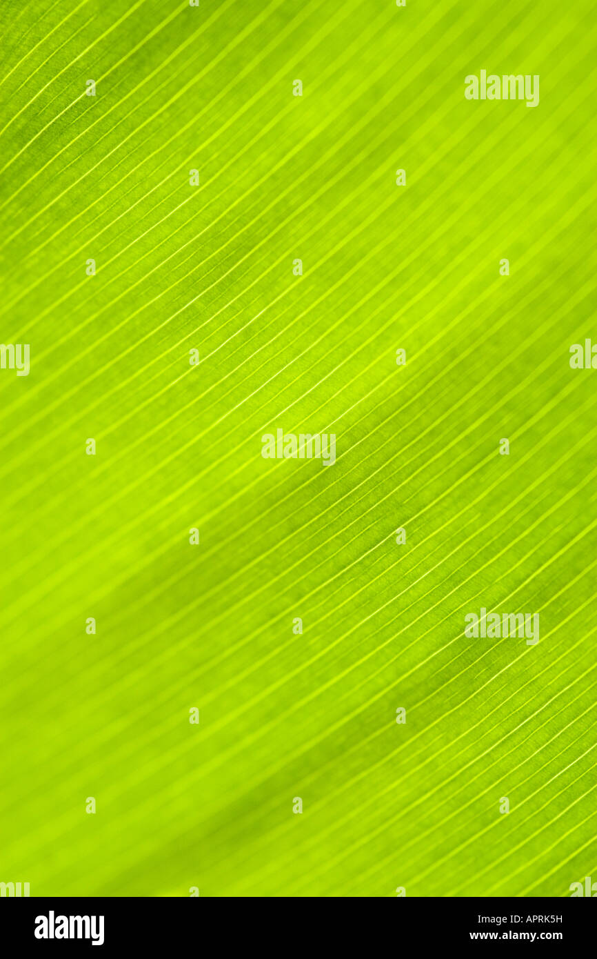 Abstract leaf image hi-res stock photography and images - Alamy