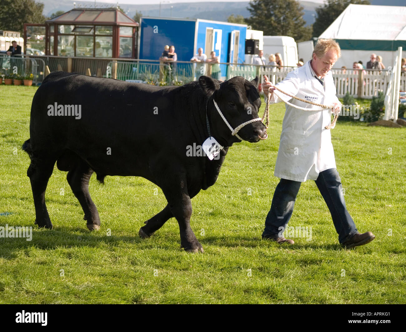Prize winning bull hi-res stock photography and images - Alamy