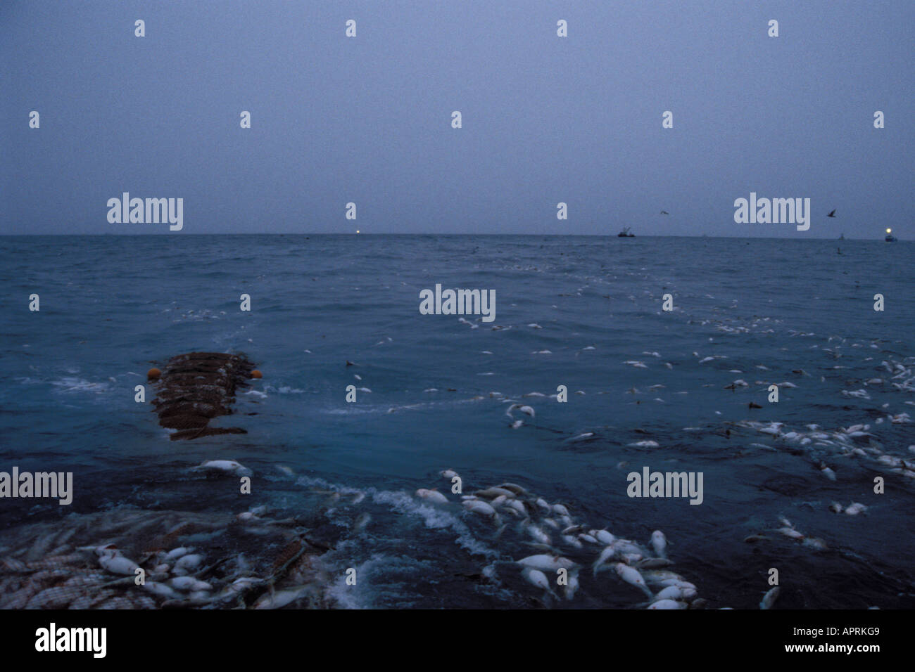commercial fishing net filled with Pacific cod Gadus macrocephalus ...