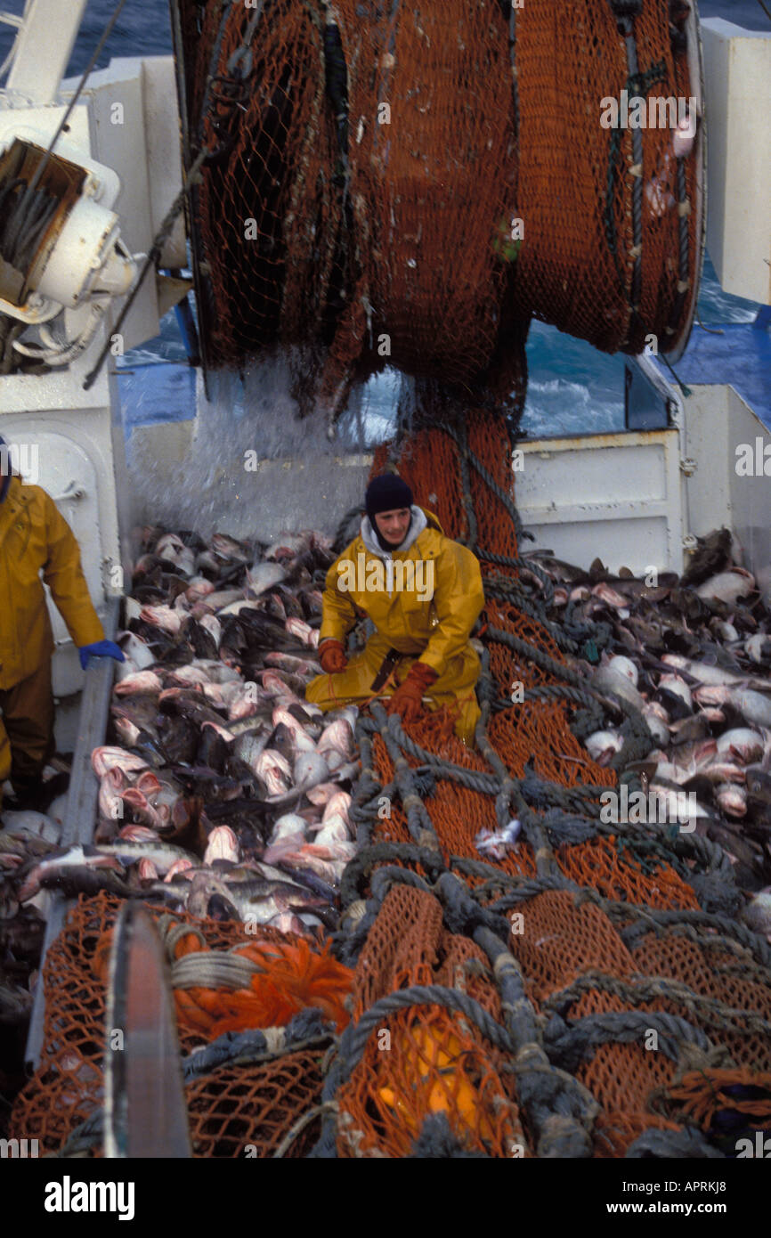 commercial fishing for pacific cod Gadus macrocephalus haul back on a ...
