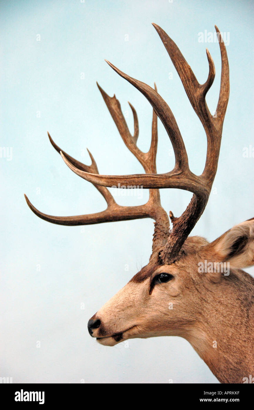 Mule Deer Skull Logo