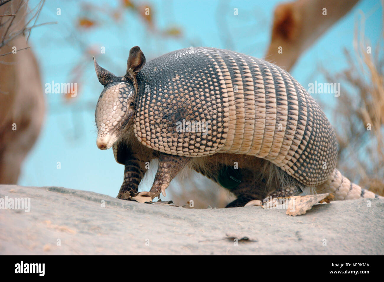 Zoological collections hi-res stock photography and images - Alamy