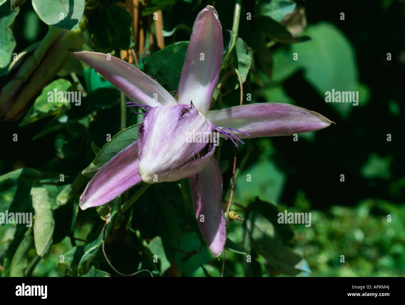 Apostles Flower High Resolution Stock Photography and Images - Alamy