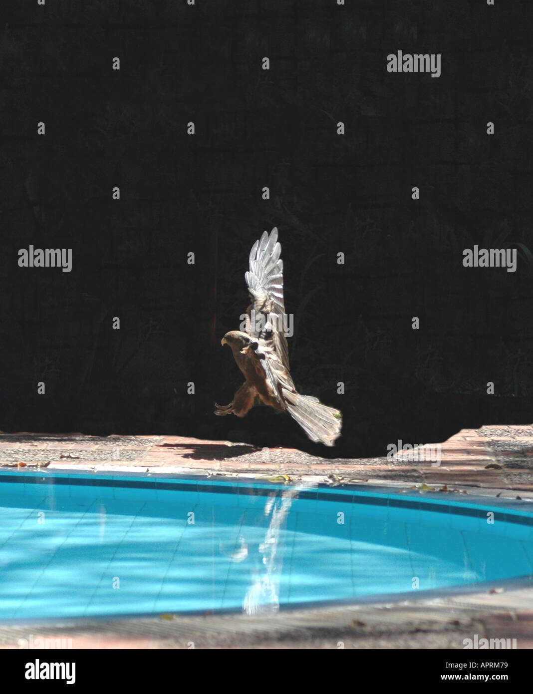 BIRD DRINKING FROM SWIMMING POOL Stock Photo - Alamy