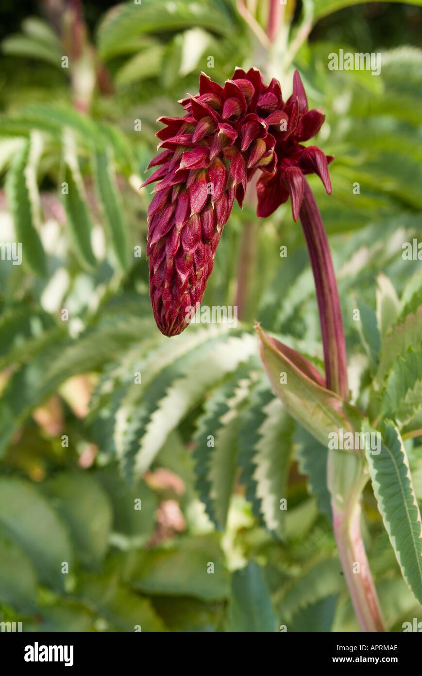 Melianthus major hi-res stock photography and images - Alamy