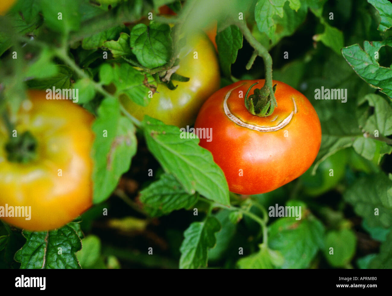 A tomato showing the signs of blossom end rot brought on by a calcium ...
